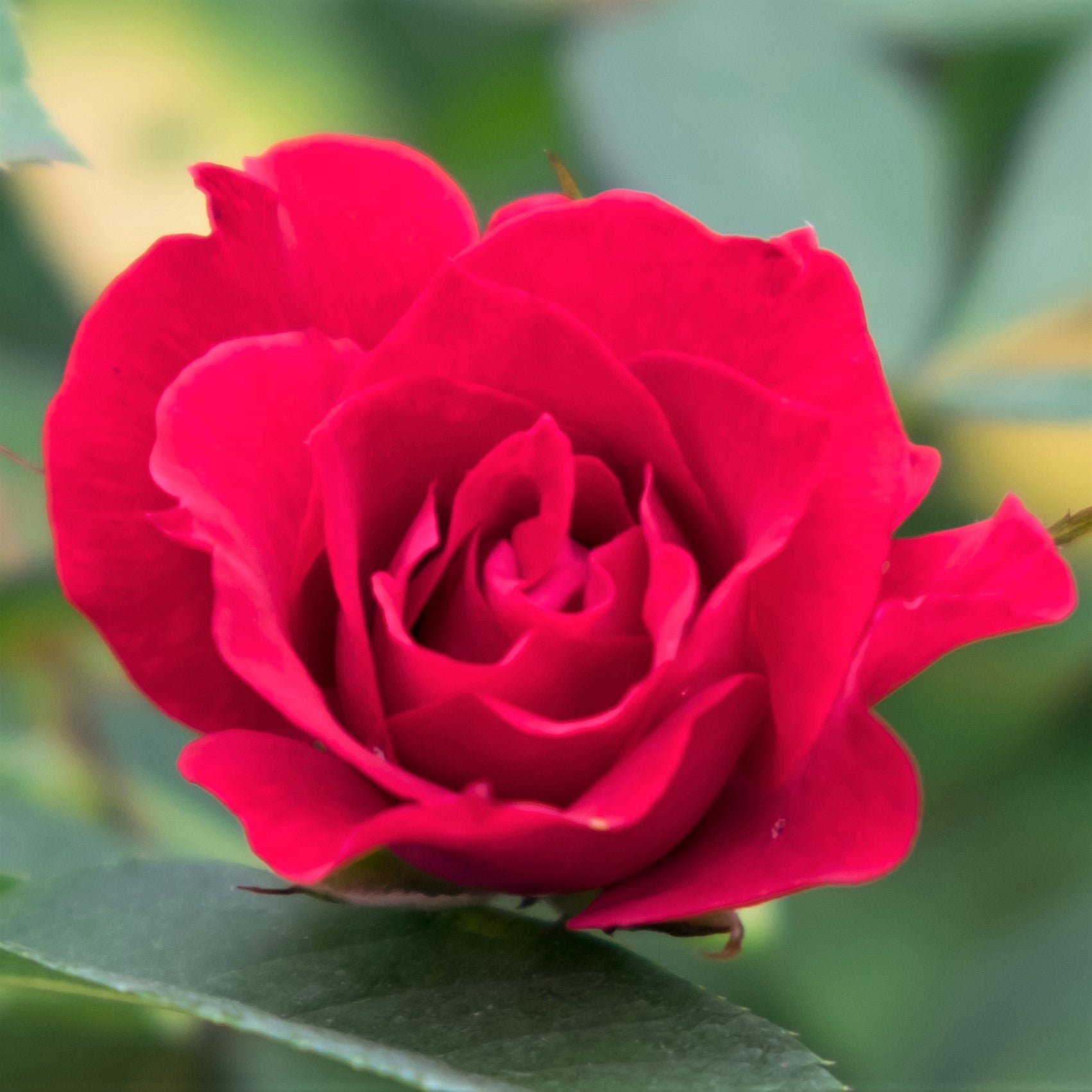 Thornless Rose Bush Plant