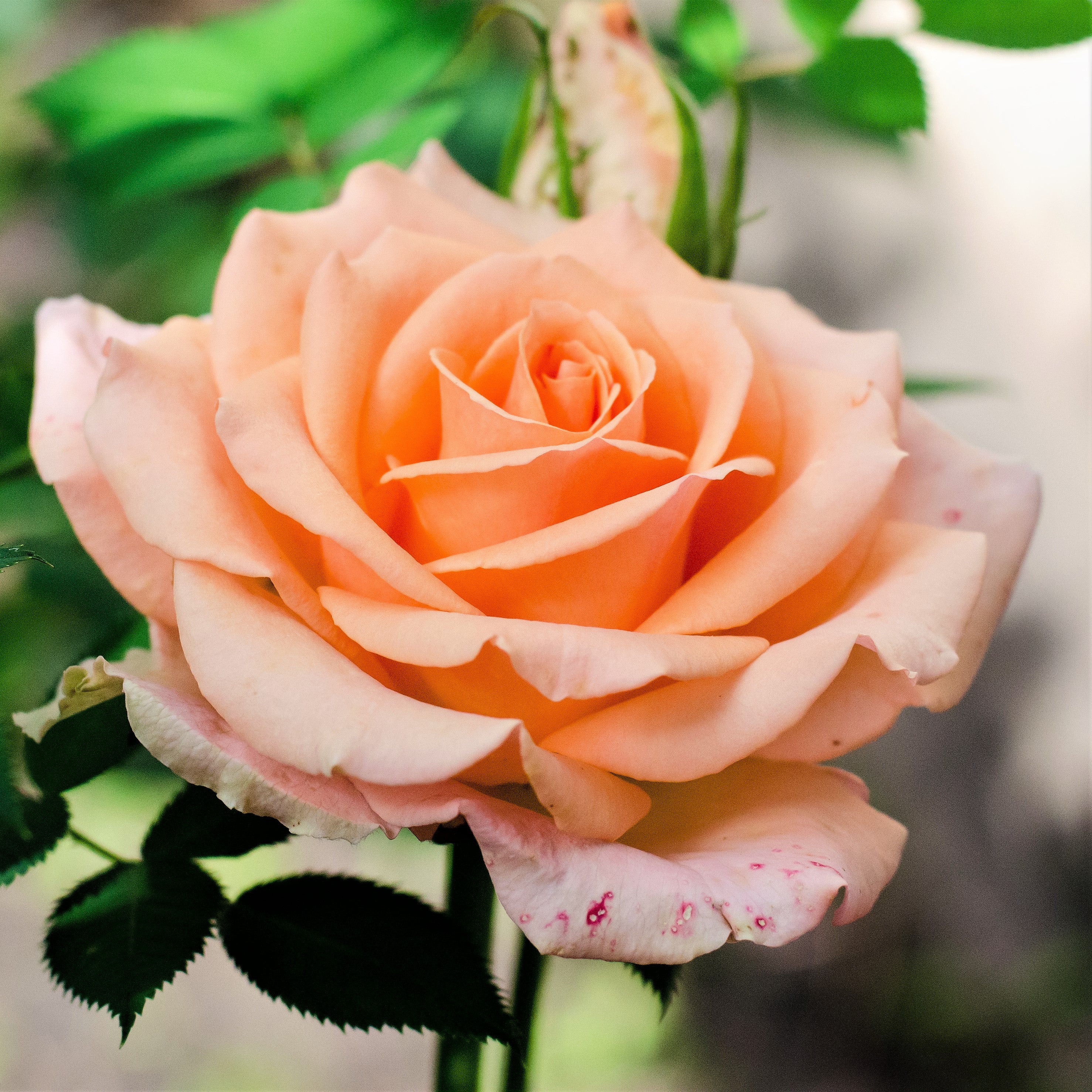 Thornless Rose Bush Plant