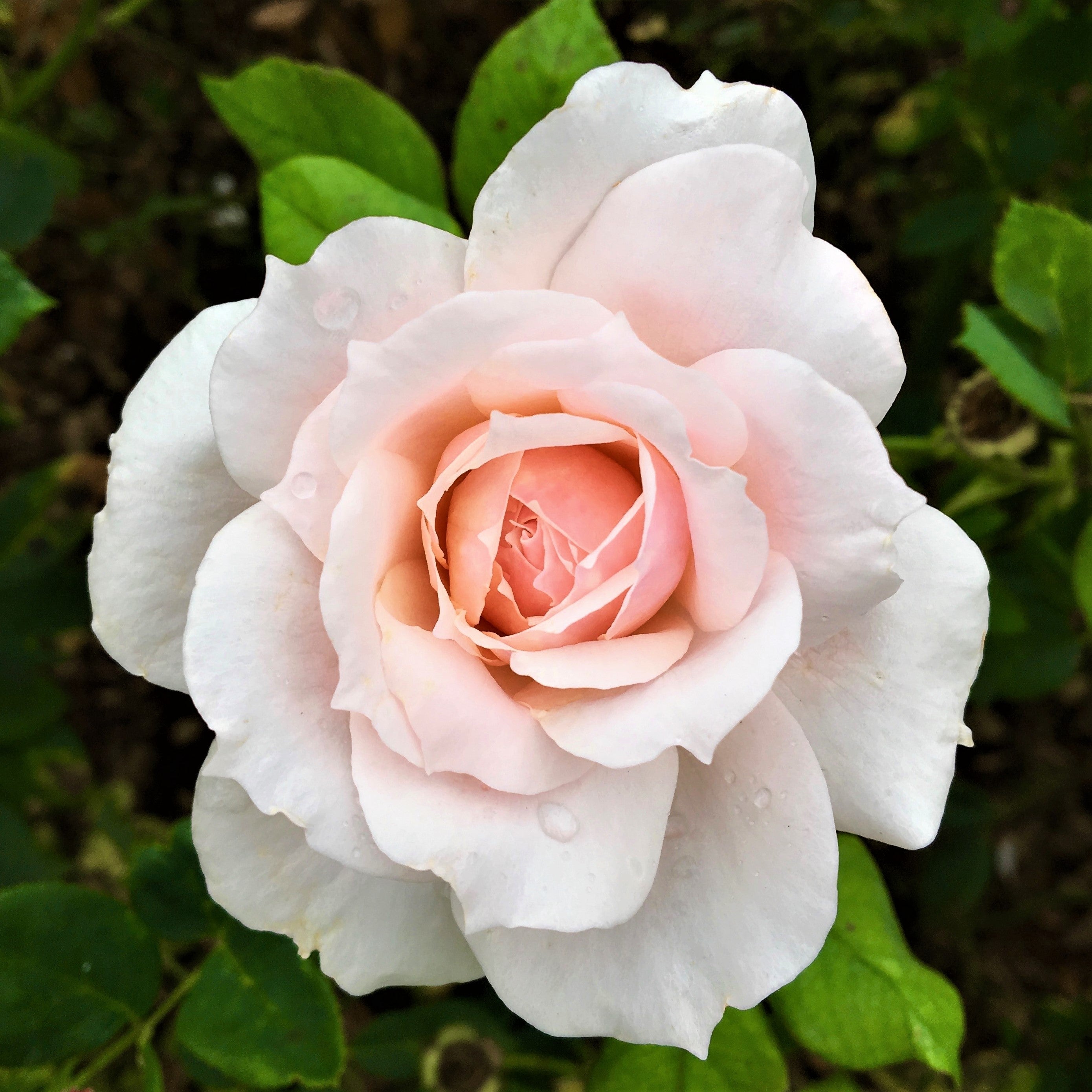 Thornless Rose Bush Plant