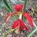 Gorgeous Red Aztec Lily Bulbs for Sale Online | Sprekelia – Easy To ...