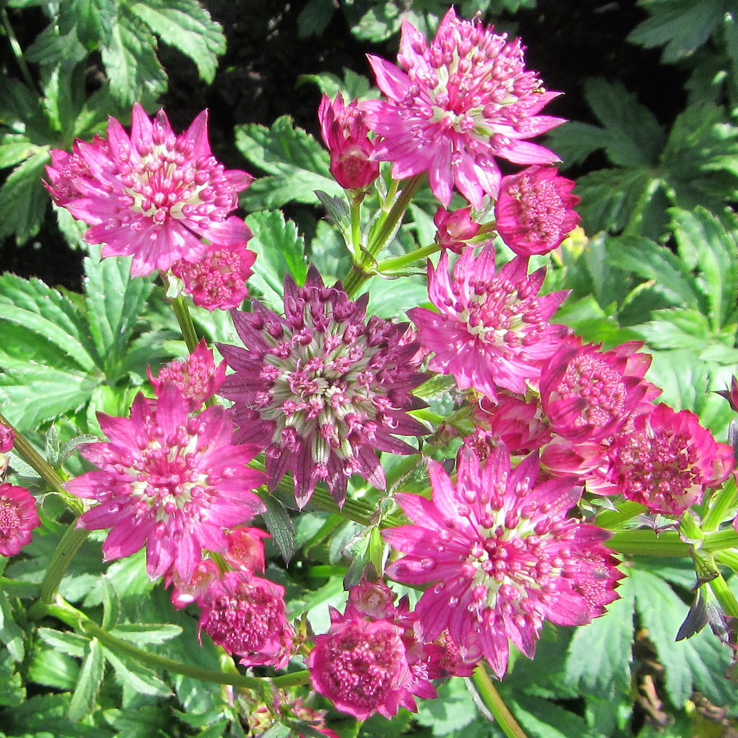 Astrantia Bulbs for Sale – Easy To Grow Bulbs