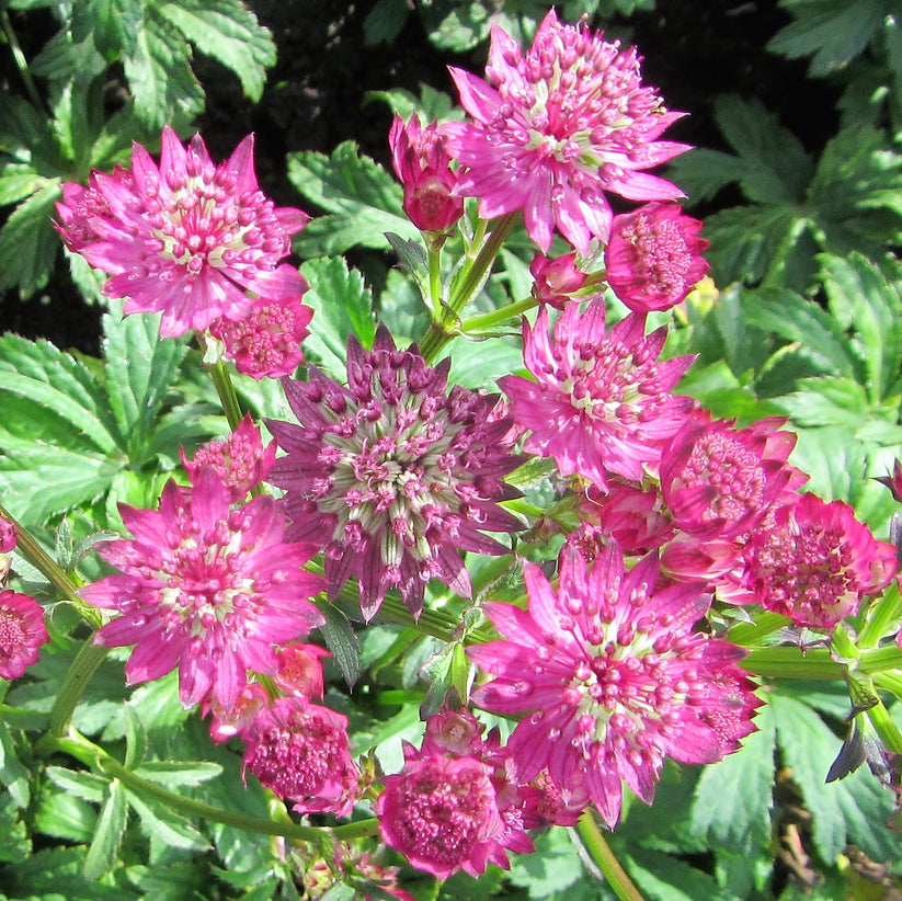 Rosy Pink Astrantia Bulbs For Sale Online | Star of Beauty – Easy To ...