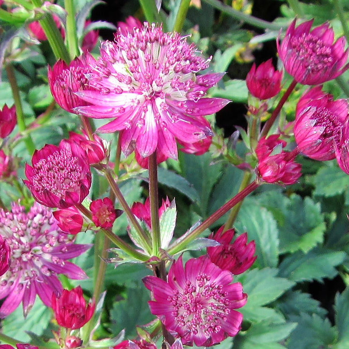 Astrantia Bulbs for Sale – Easy To Grow Bulbs
