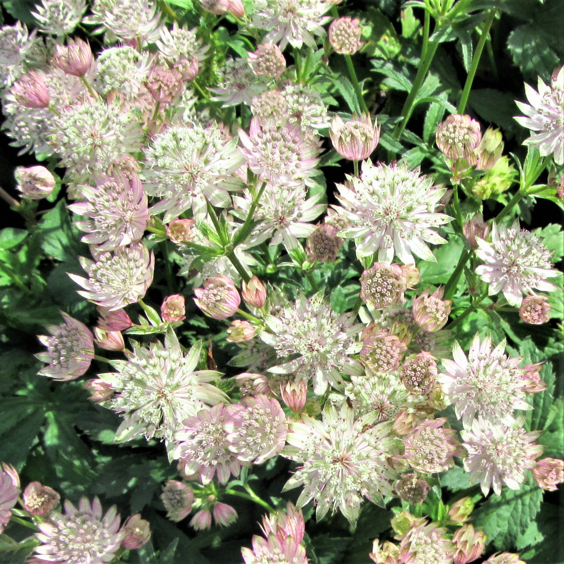 Astrantia Bulbs for Sale – Easy To Grow Bulbs