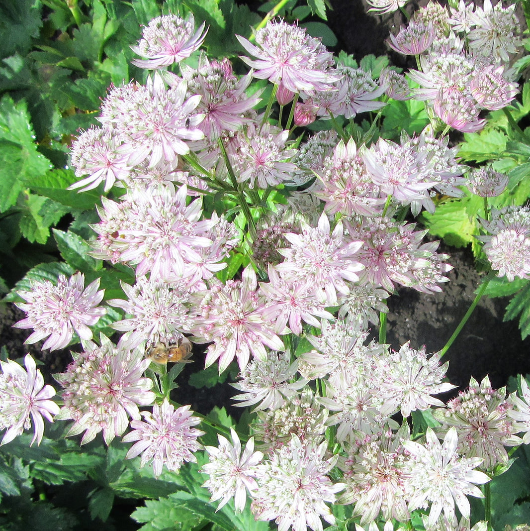 Astrantia Bulbs for Sale – Easy To Grow Bulbs