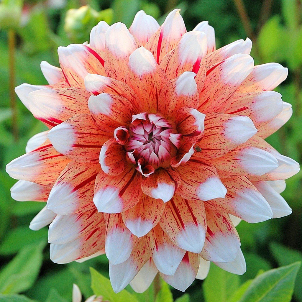 Red Dahlia Bulbs For Sale | Dahlia Striped Duet - Sells Quick! – Easy ...