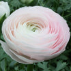 Italian Ranunculus Bulbs for Sale Online | Cloni Success Hanoi – Easy ...
