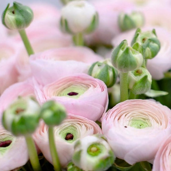 Italian Ranunculus Bulbs for Sale Online | Cloni Success Hanoi – Easy ...