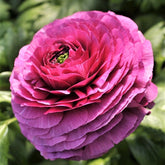 Buy Italian Ranunculus Online – Easy To Grow Bulbs