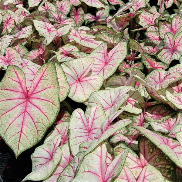 Caladium Bulbs For Sale – Easy To Grow Bulbs