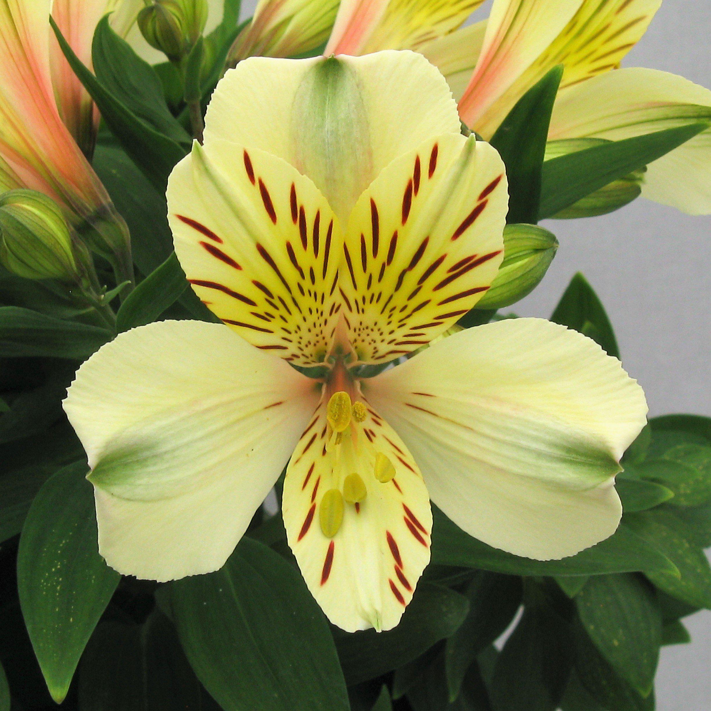 Beautiful Peruvian Lily | Alstroemeria Plants For Sale Online – Easy To ...