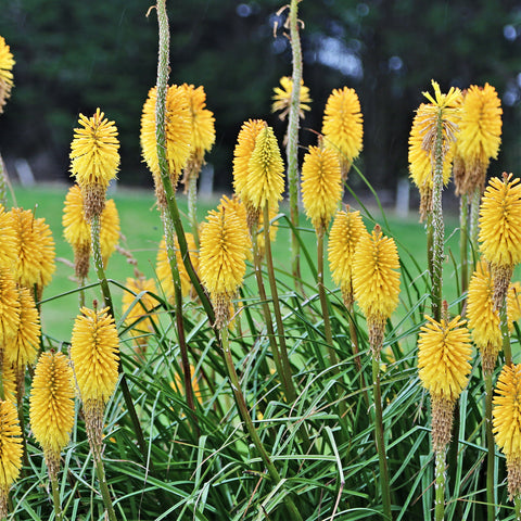 Kniphofia Planting Guide – Easy To Grow Bulbs