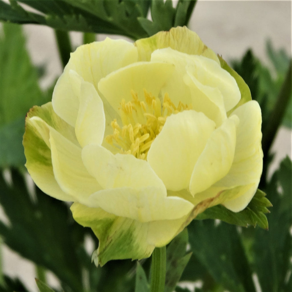 Trollius cultorum New Moon | Easy To Grow Bulbs