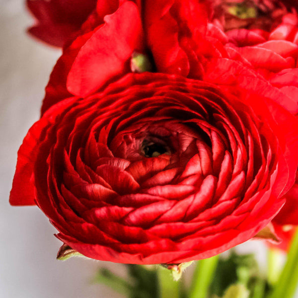Tecolote Ranunculus Red Bulbs For Sale | Red Ranunculus – Easy To Grow ...