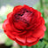 Tecolote Ranunculus Red Bulbs For Sale | Red Ranunculus – Easy To Grow ...