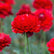Tecolote Ranunculus Red Bulbs For Sale | Red Ranunculus – Easy To Grow ...