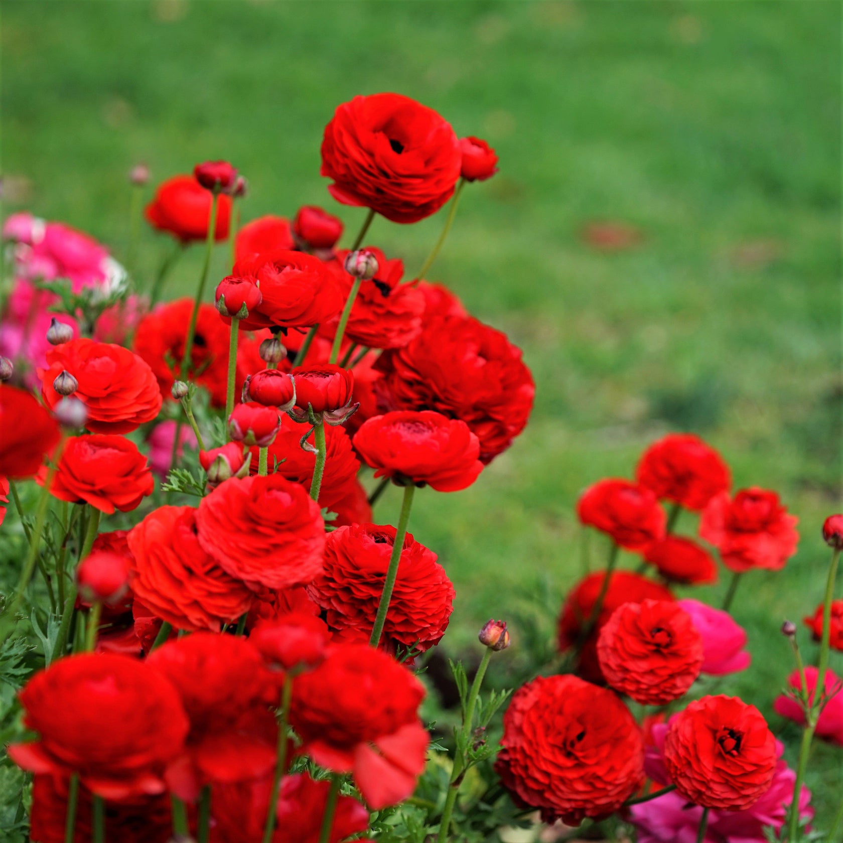 Tecolote Ranunculus Red Bulbs For Sale | Red Ranunculus – Easy To Grow ...