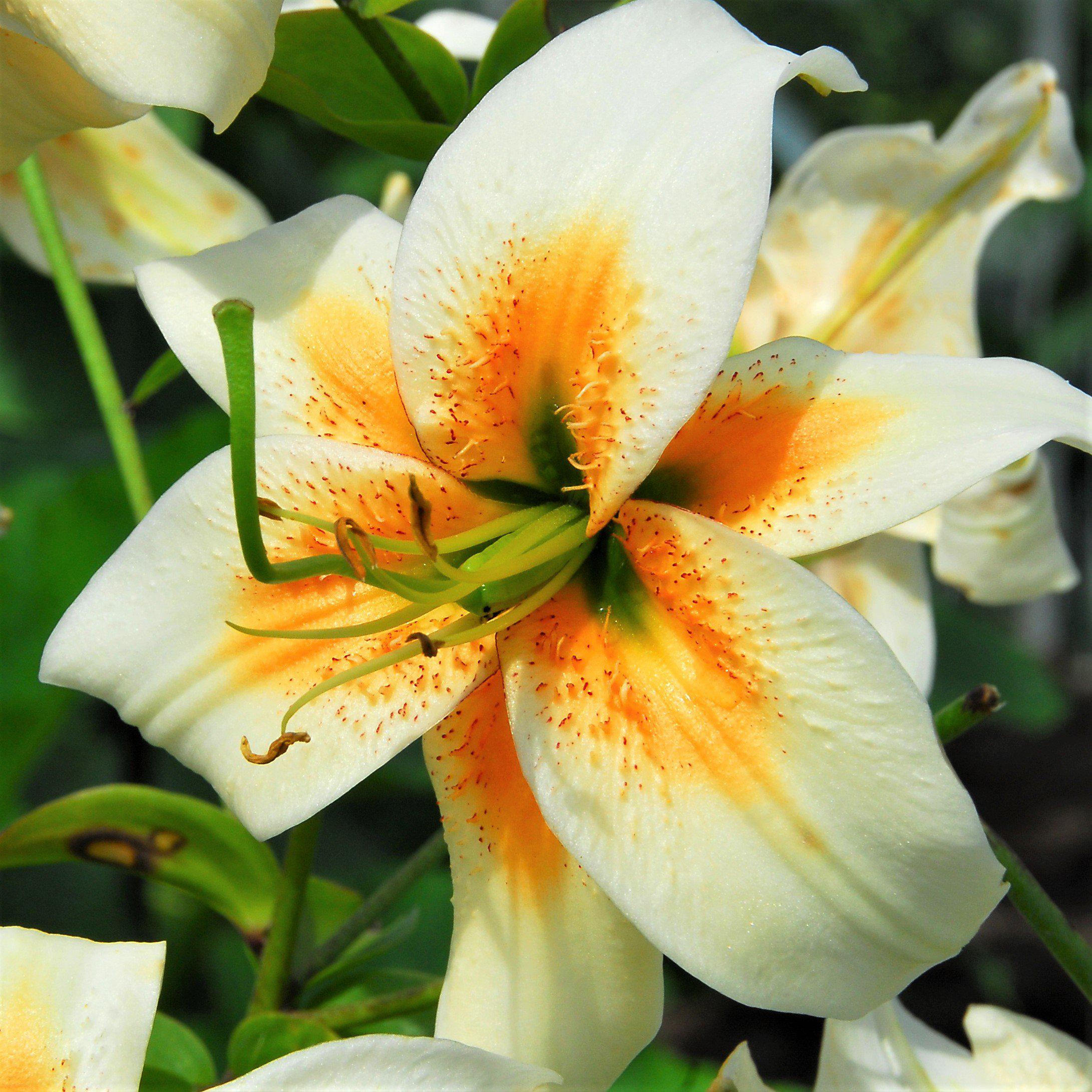 White Tiger Lily Flower