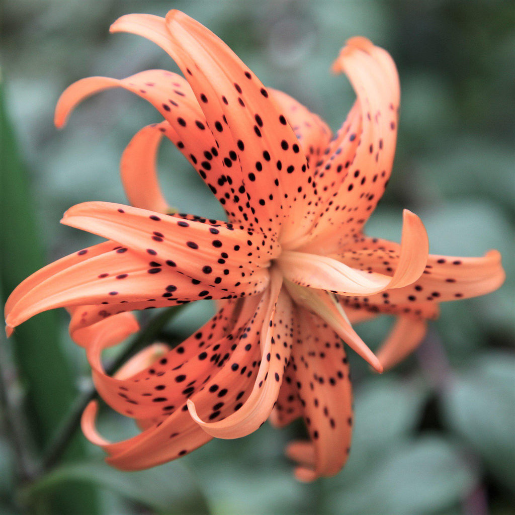 Orange Tiger Lily Flowers