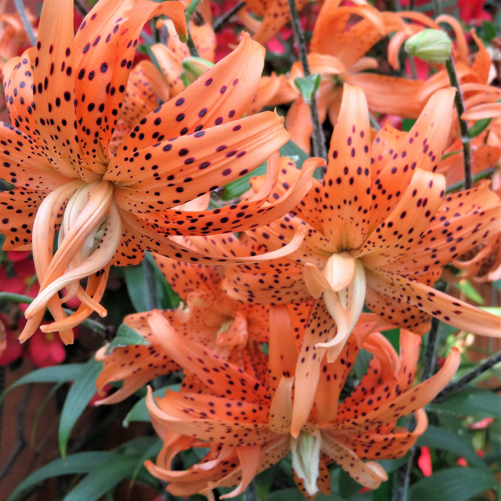 Orange Tiger Lily Flowers