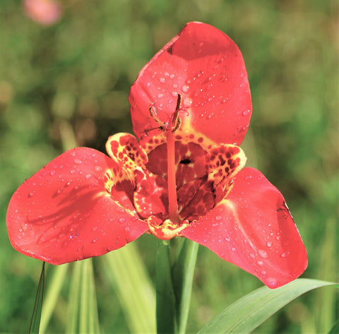 Tiger Flower (Tigridia) Bulbs for Sale – Easy To Grow Bulbs