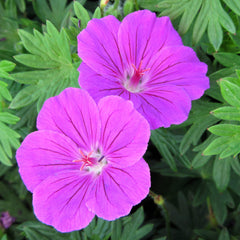 Hardy Geraniums for Sale – Easy To Grow Bulbs
