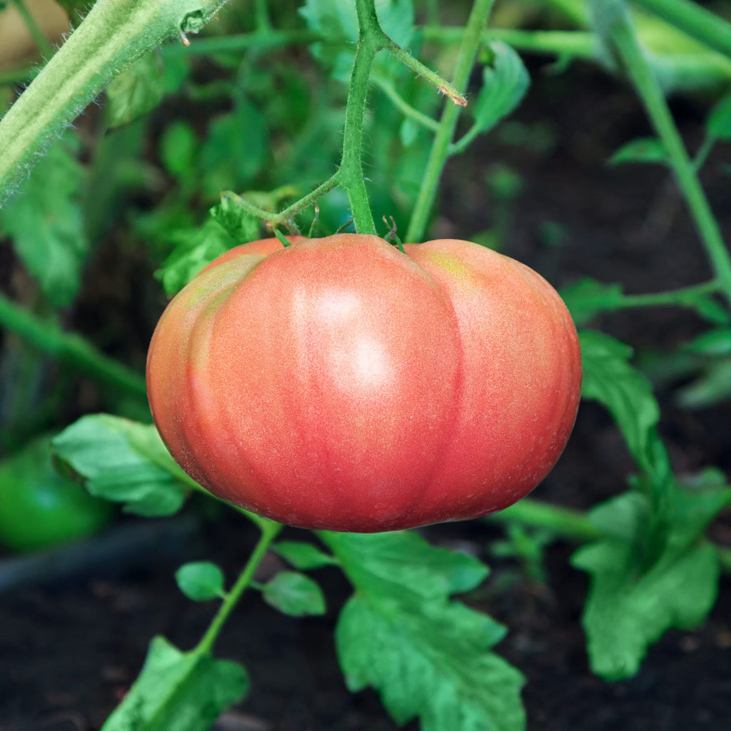 How To Grow Square Tomatoes