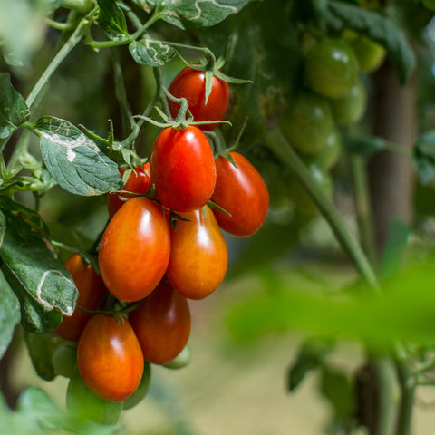 Tomato Plants for Sale from Easy to Grow – Easy To Grow Bulbs