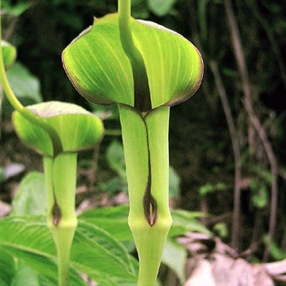 Arisaema Planting Guide – Easy To Grow Bulbs