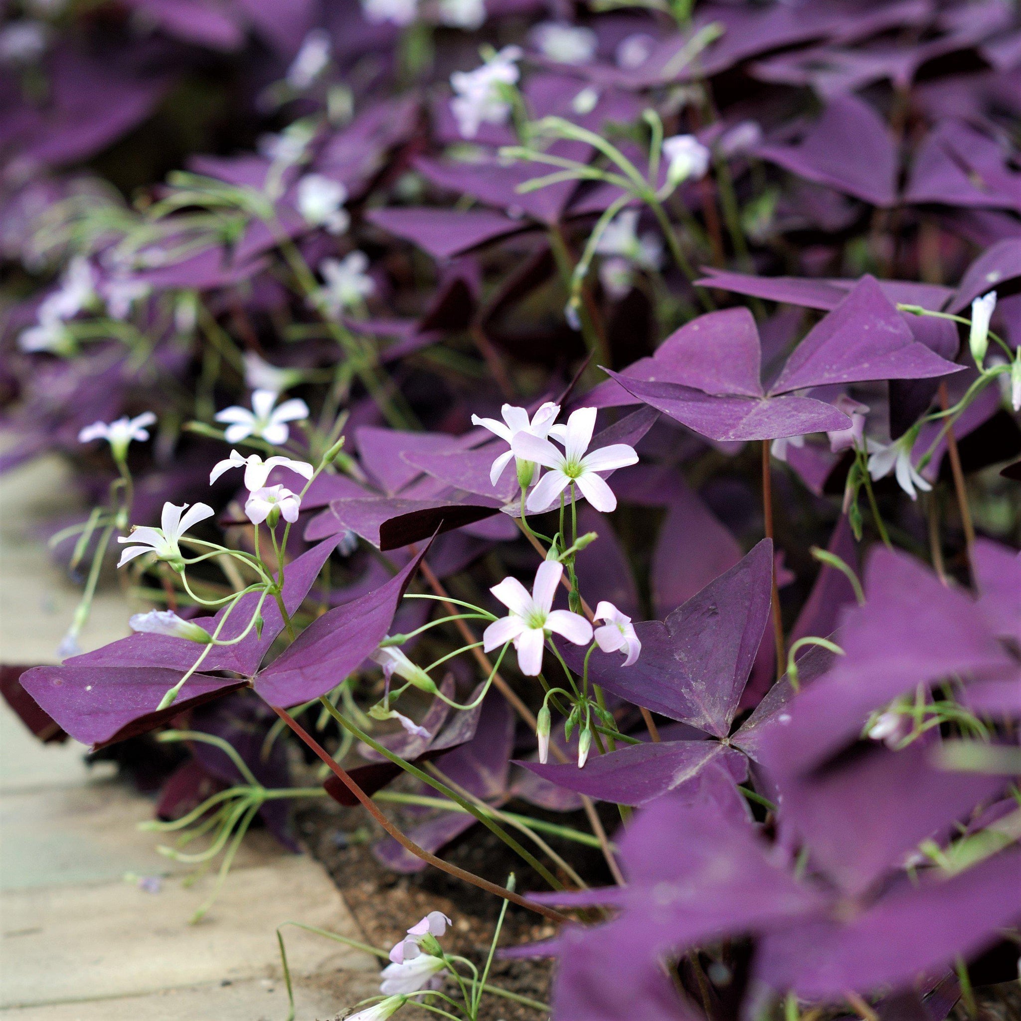 Purple & Pink Oxalis Bulbs For Sale | Double Luck Collection – Easy To ...