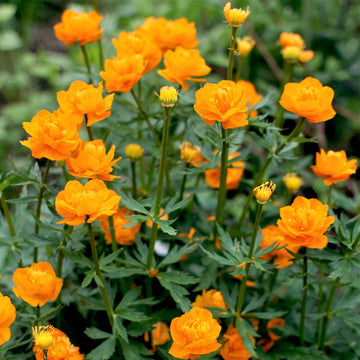 Trollius – Easy To Grow Bulbs