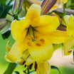 Golden-Yellow Trumpet Lily Bulbs for Sale | Golden Splendor – Easy To ...