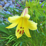 Golden-Yellow Trumpet Lily Bulbs for Sale | Golden Splendor – Easy To ...
