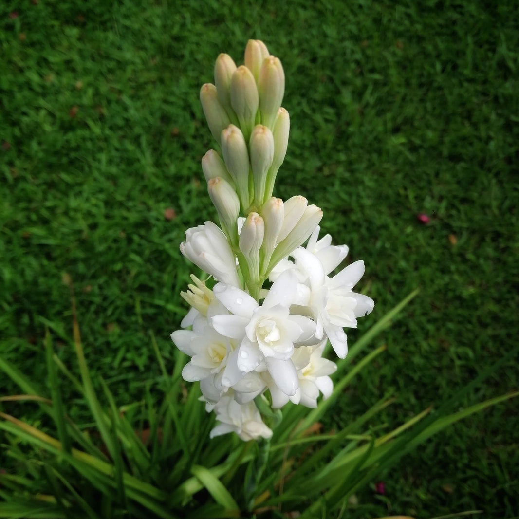 Tuberose Planting & Growing Guide - Easy to Grow Bulbs – Easy To Grow Bulbs