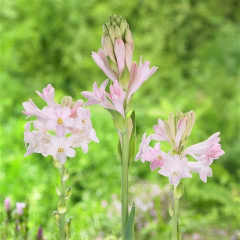 Tuberose Planting & Growing Guide - Easy to Grow Bulbs – Easy To Grow Bulbs