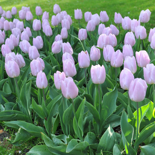 Stunning Lavender Tulip Bulbs for Sale Online | Candy Prince – Easy To ...