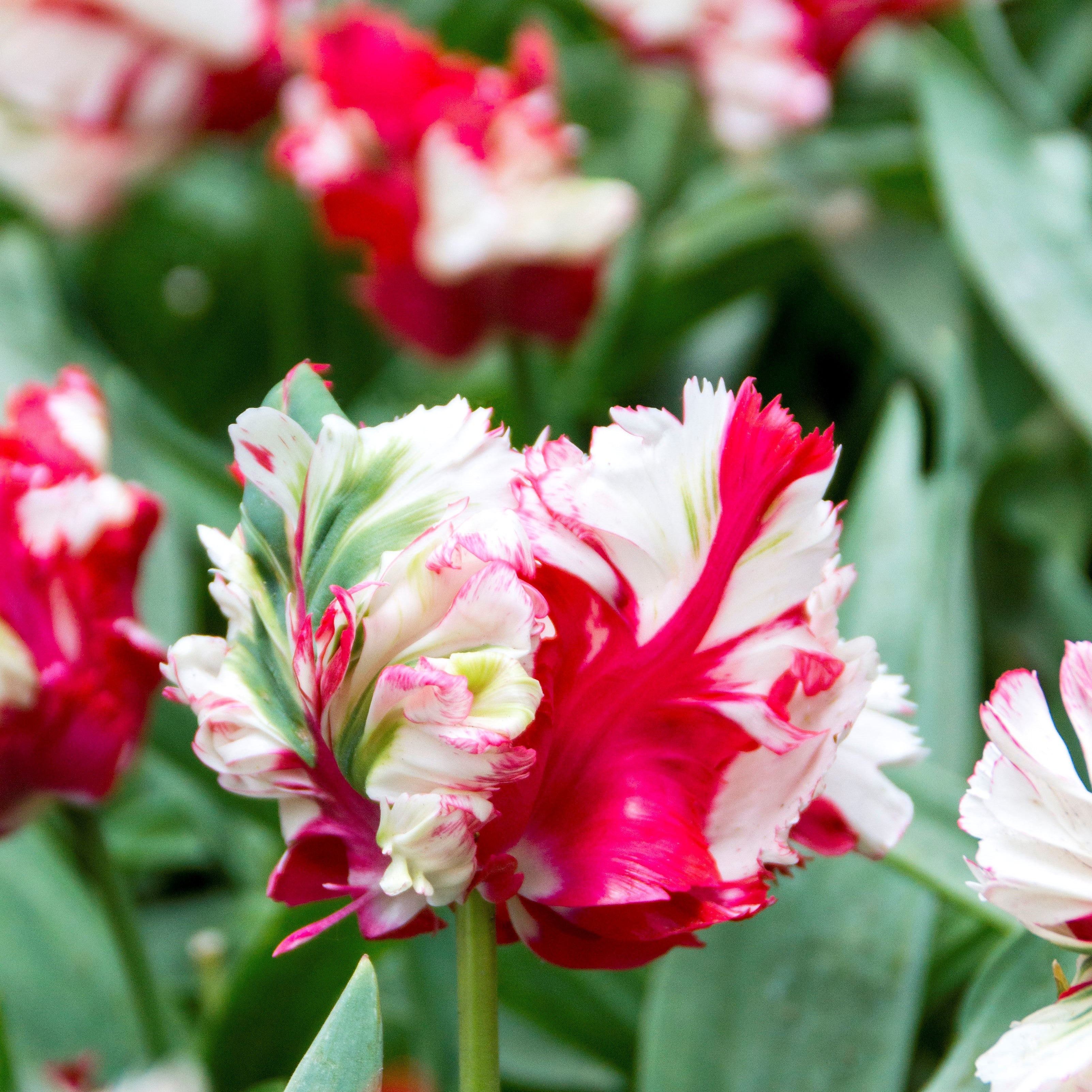 Red And White Parrot Tulips