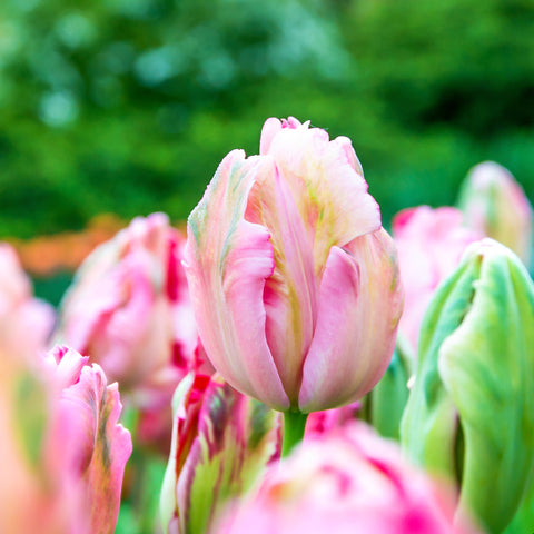 Buy Tulip Bulbs for Sale Online – Easy To Grow Bulbs