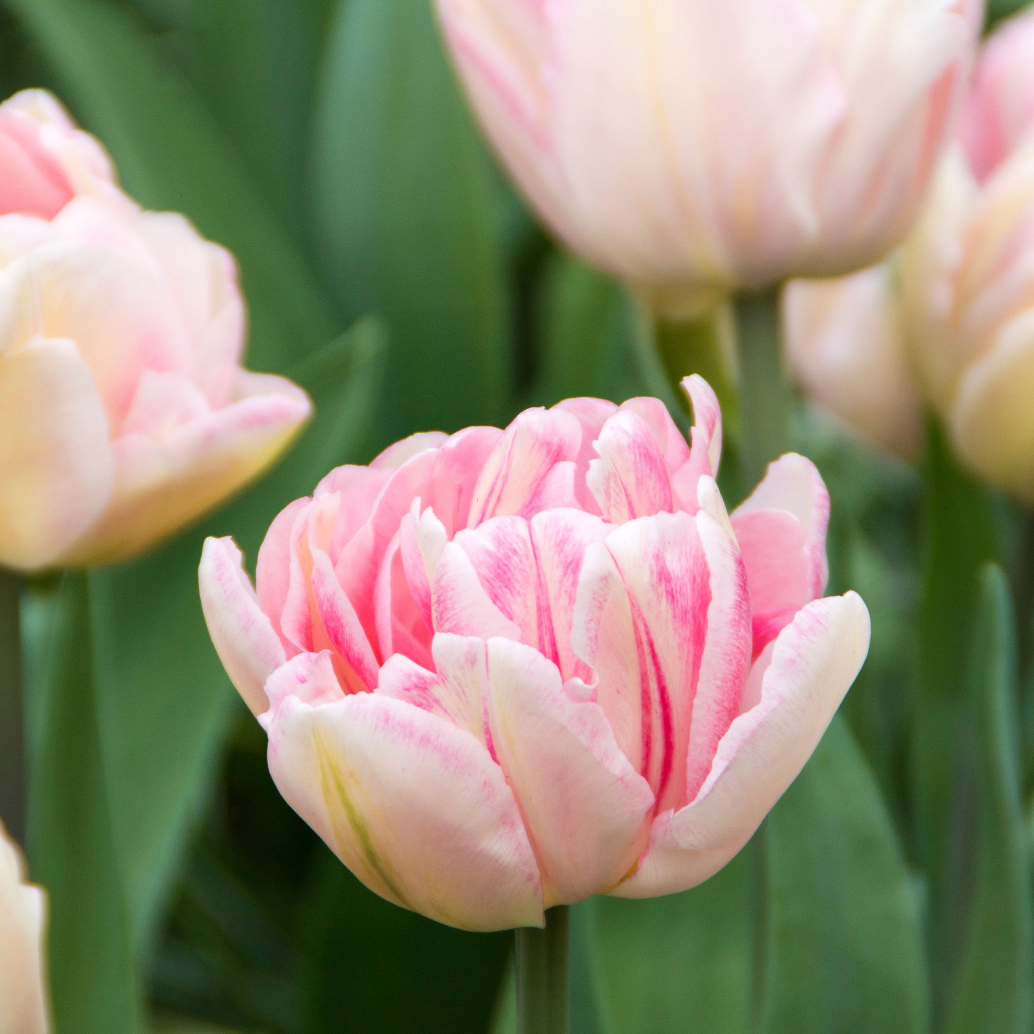 Stunning Double Pink Tulip Bulbs for Sale Online | Foxtrot – Easy To ...