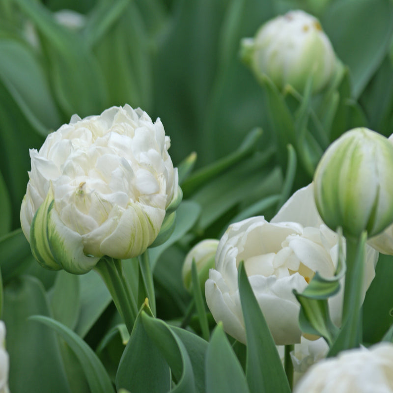 Lovely Pure White Tulip Bulbs for Sale Online | Mount Tacoma – Easy To ...