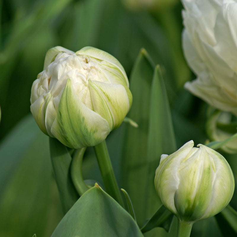 Lovely Pure White Tulip Bulbs for Sale Online | Mount Tacoma – Easy To ...