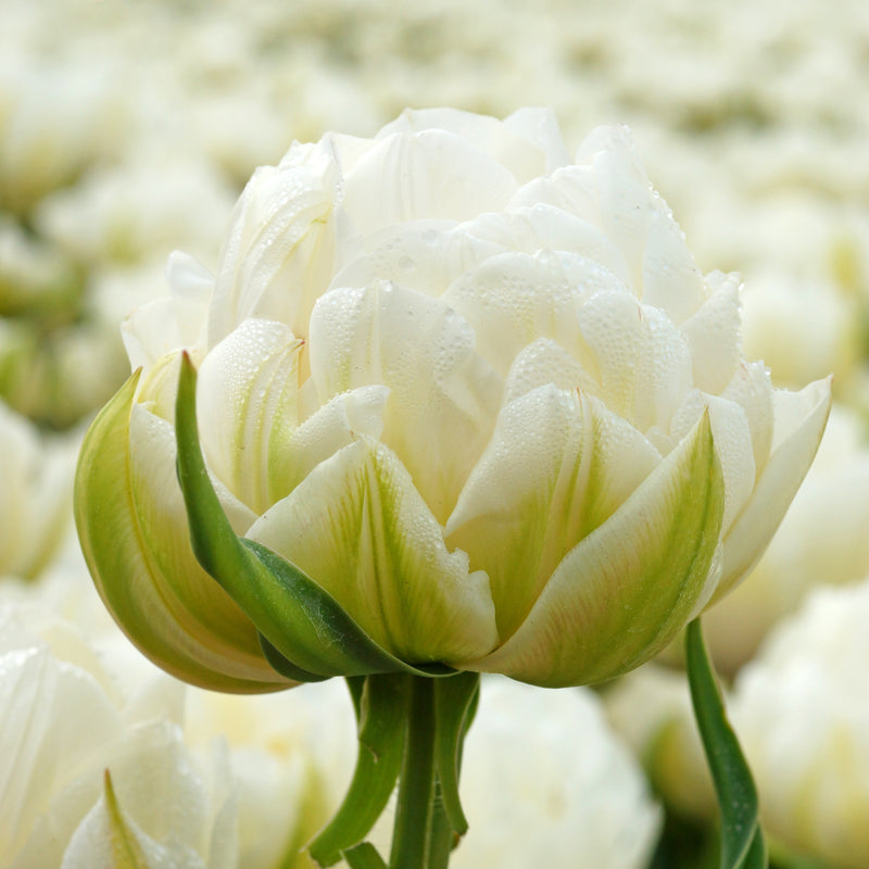 Lovely Pure White Tulip Bulbs for Sale Online | Mount Tacoma – Easy To ...