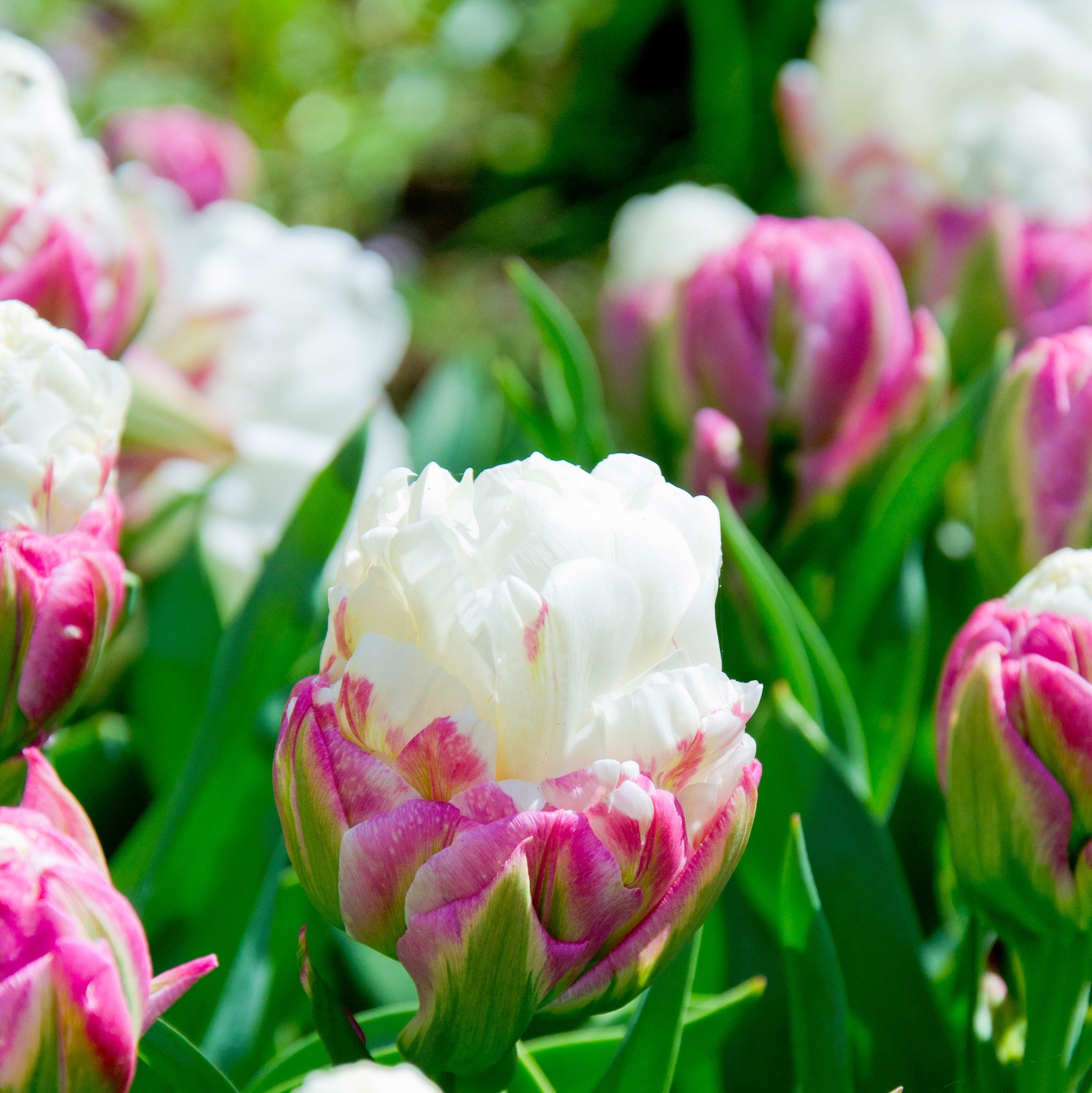 Lovely Multi-Colored Tulip Bulbs for Sale Online | Ice Cream – Easy To ...
