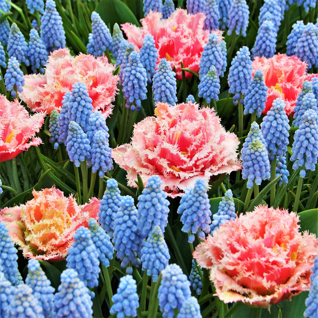 Gorgeously Fragrant Flower Bulbs for Sale | Grape Hyacinths – Easy To ...