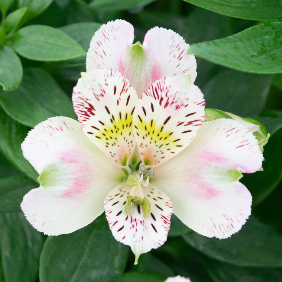 Alstroemeria (Princess Lilies) – Easy To Grow Bulbs