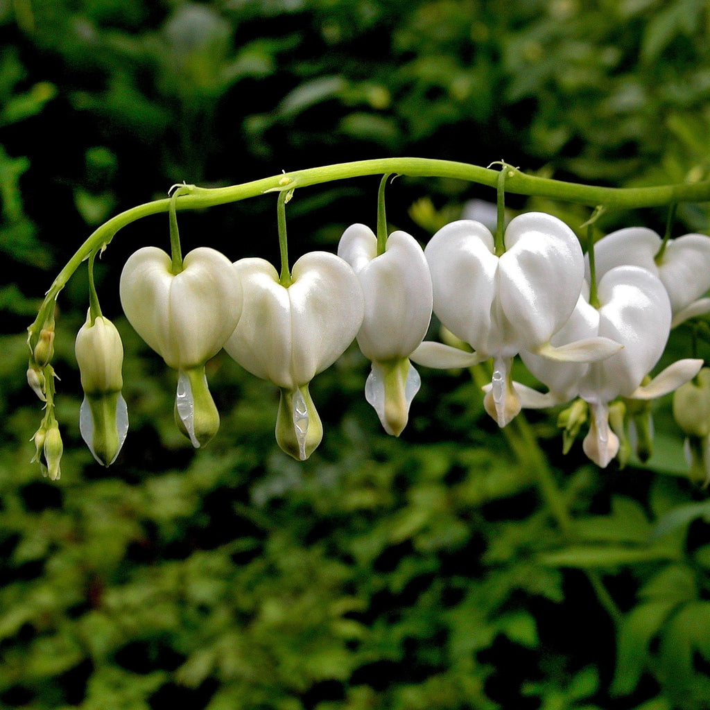 Bleeding Heart Flower Pictures