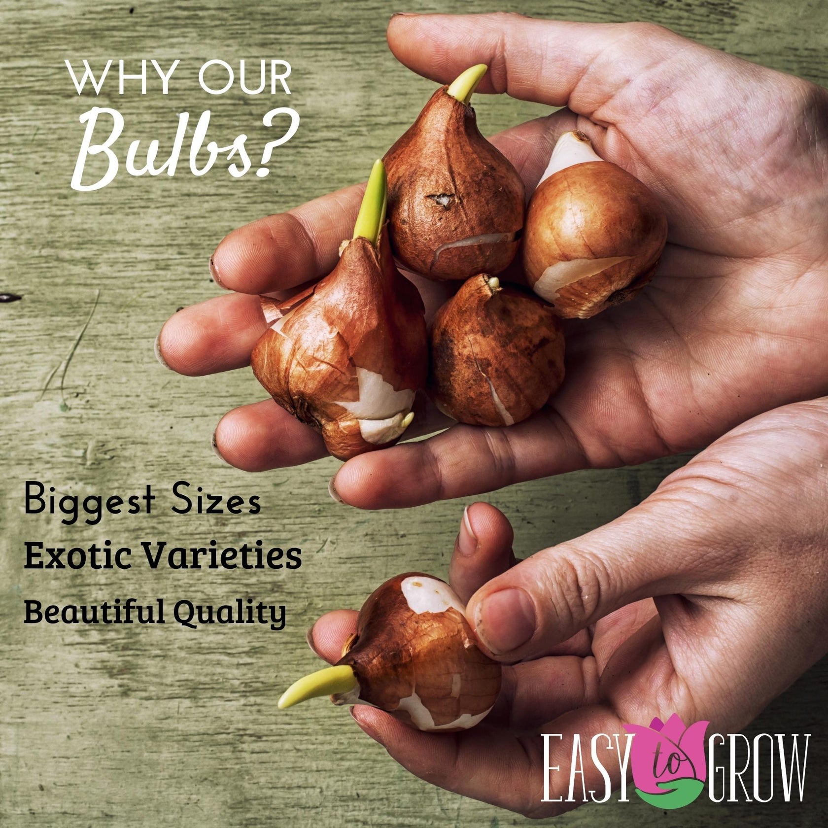 Easy To Grow - Buy Flower Bulbs & Plants Online! – Easy To Grow Bulbs