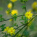 Winter Jasmine Plants - Nudiflorum (Fragrant) – Easy To Grow Bulbs