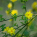 Winter Jasmine Plants - Nudiflorum (Fragrant) – Easy To Grow Bulbs