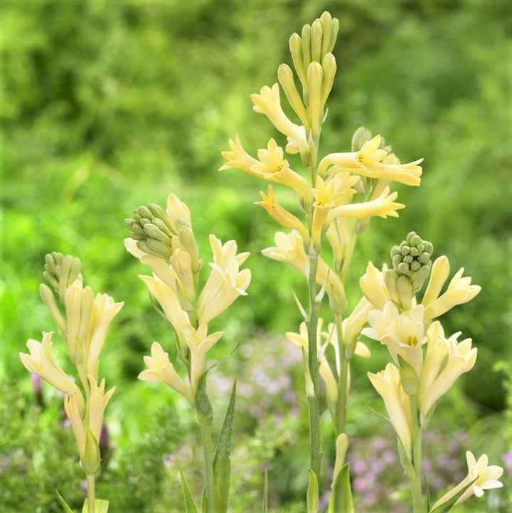 Tuberose Planting & Growing Guide - Easy to Grow Bulbs – Easy To Grow Bulbs